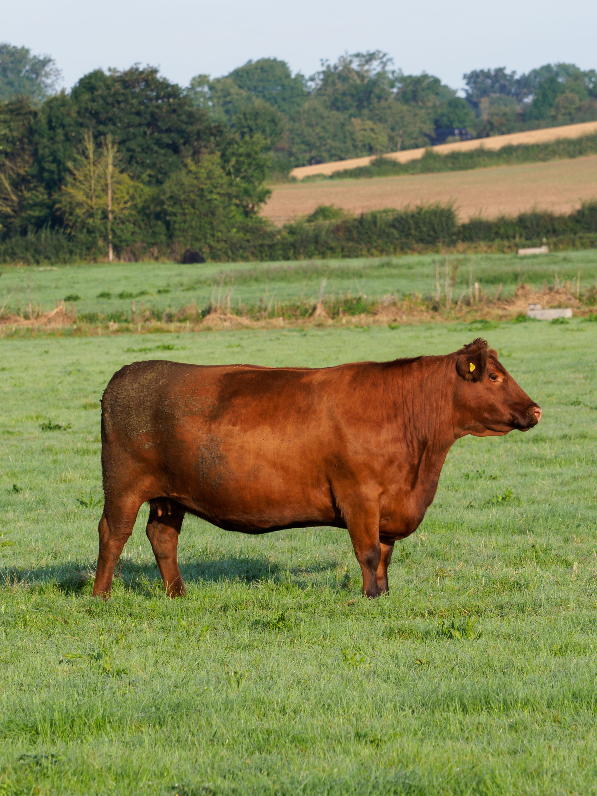 Breed Characteristics